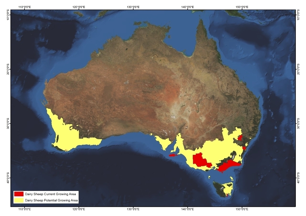 Dairy Sheep | AgriFutures Australia