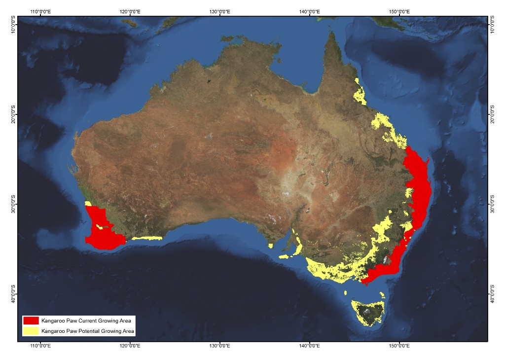 Kangaroo paw | AgriFutures Australia