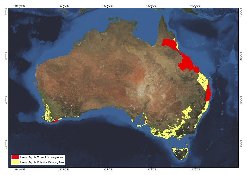 Lemon Myrtle | AgriFutures Australia