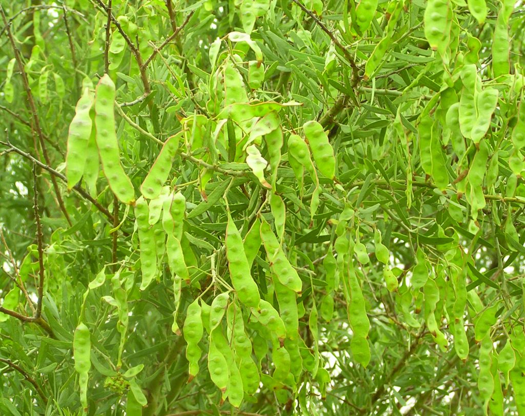 Wattleseed | AgriFutures Australia