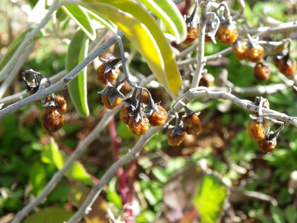 Bush Tomato | AgriFutures Australia