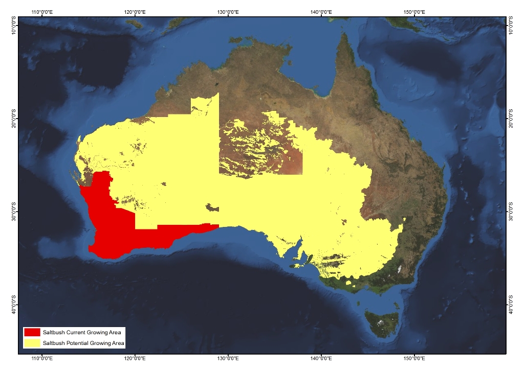 Saltbush as forage | AgriFutures Australia