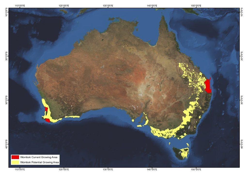 Wombok (Chinese cabbage) | AgriFutures Australia