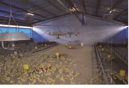 Ducks | AgriFutures Australia