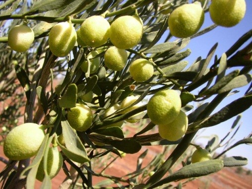 Desert Lime | AgriFutures Australia