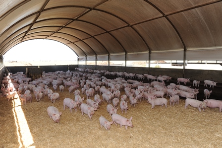 Pigs for meat (pork) | AgriFutures Australia