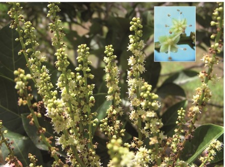 Rambutan Agrifutures Australia