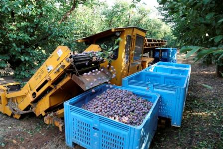 Plums (and prunes) | AgriFutures Australia