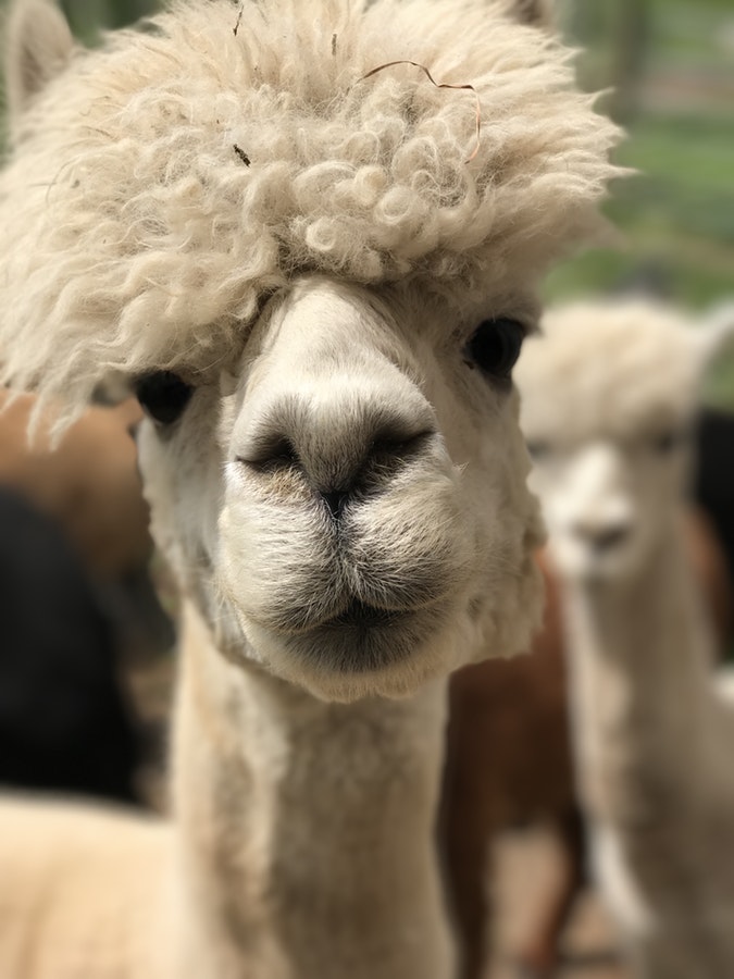 Alpaca | AgriFutures Australia