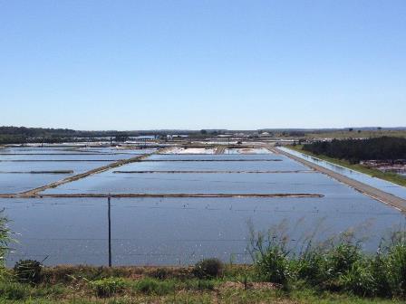 Prawns (aquaculture) | AgriFutures Australia