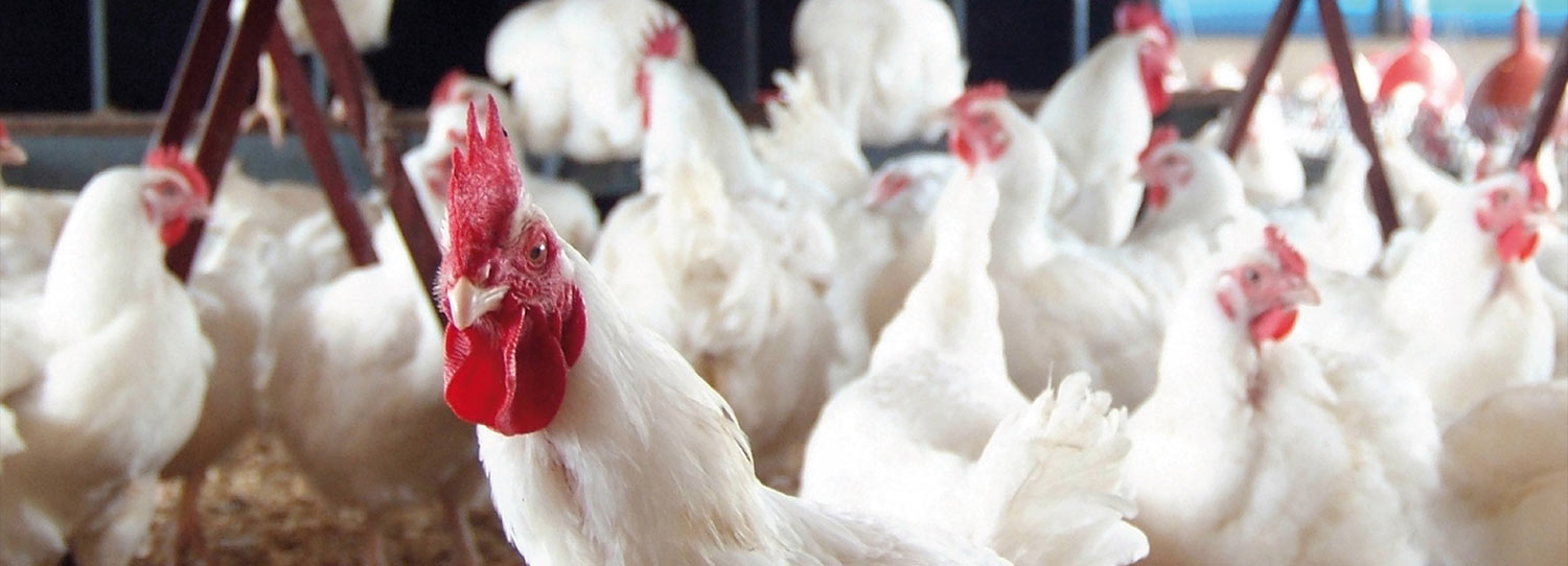 Chicken Meat | AgriFutures Australia