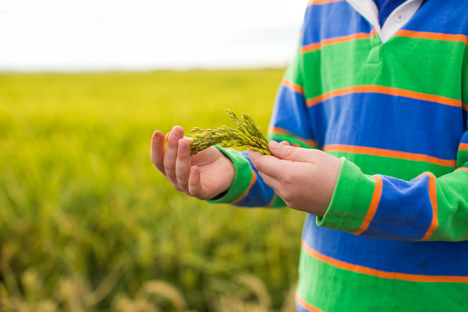 Rice | AgriFutures Australia