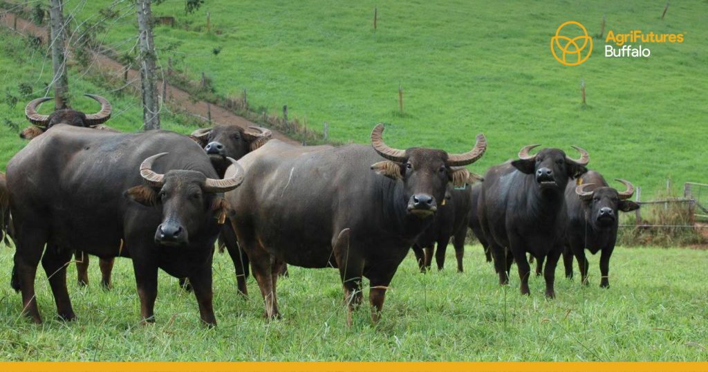 Bringing back the buff: 5 things you need to know about buffalo ...