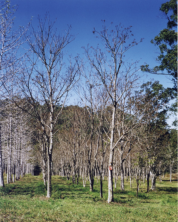 Red Cedar | AgriFutures Australia
