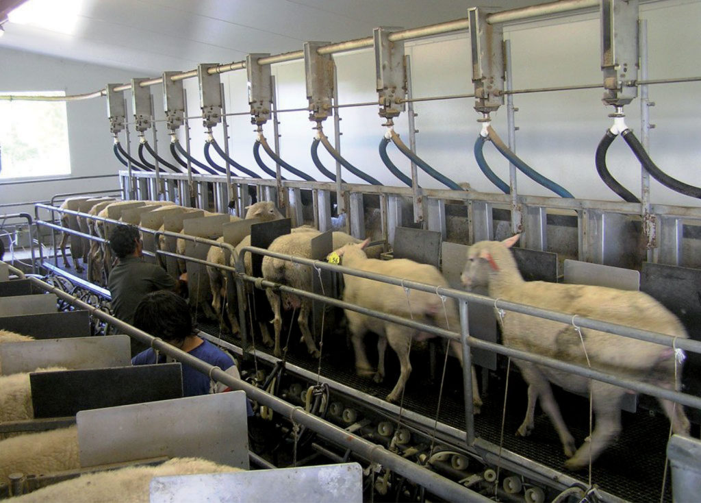 Dairy Sheep | AgriFutures Australia