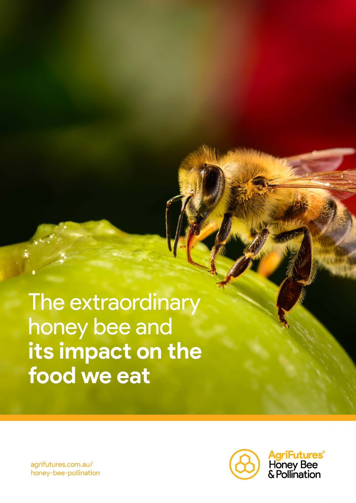 The extraordinary honey bee and its impact on the food we eat ...