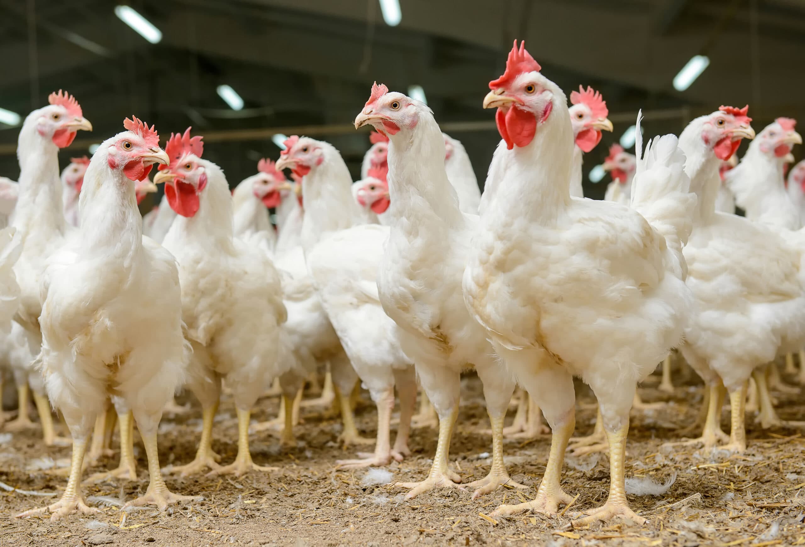 Materiality assessment of the Australian chicken meat industry ...