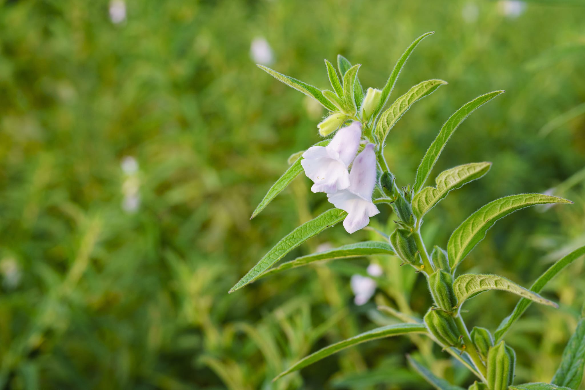 Soilborne pathogens of sesame | AgriFutures Australia