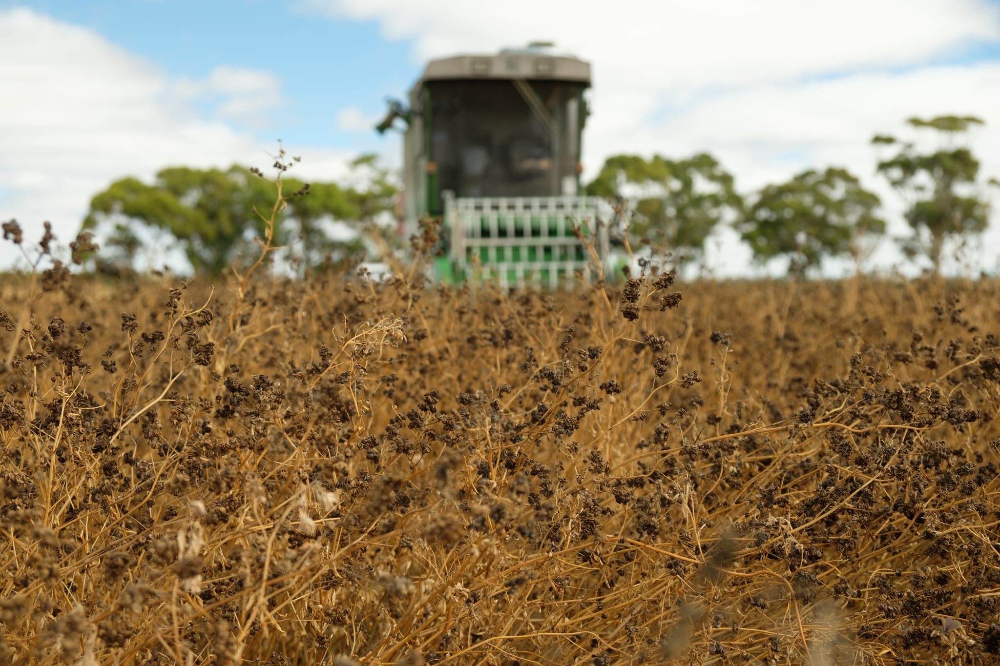 Fact sheet: Smart weed control in lucerne seed production systems in ...